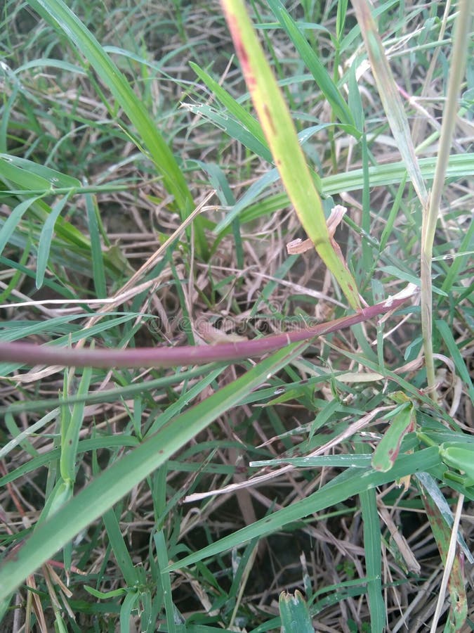 Weeds with Red-brown Stems and Long Small Leaves Stock Photo - Image of ...