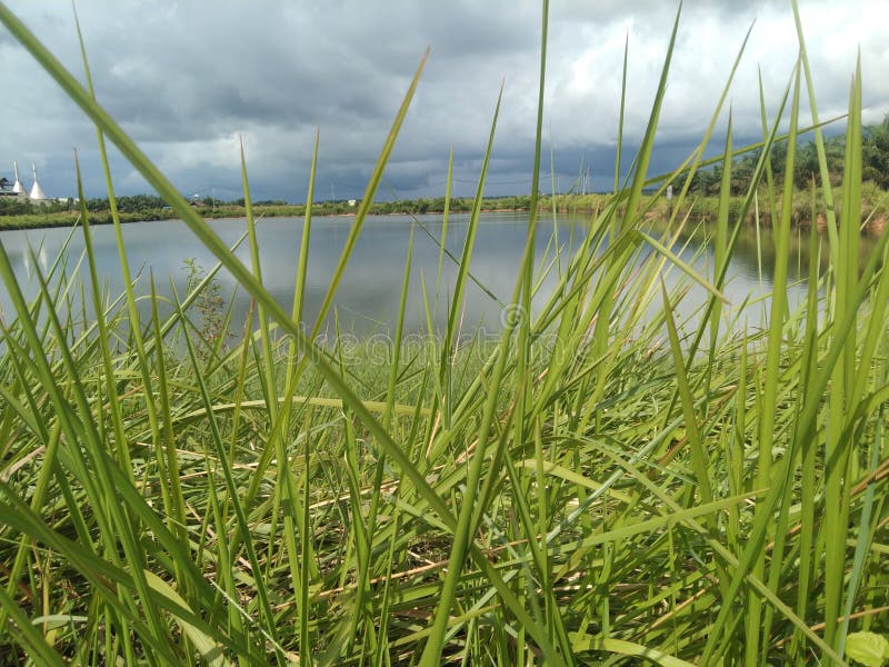 The Weeds beside the Reservoir. with Dark Clouds Hovering Over Him ...