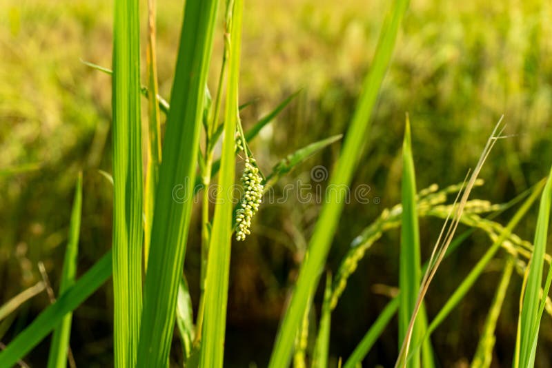 The weeds in rice field stock photo. Image of face, odisha - 213056778