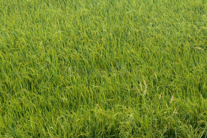 Weeds and rice fields. stock photo. Image of green, asia - 96431840