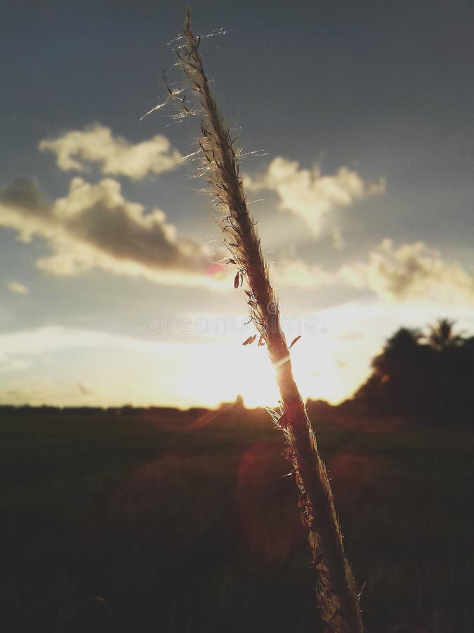 Weeds in the Rice Fields at Sunset Stock Photo - Image of poster, tree ...