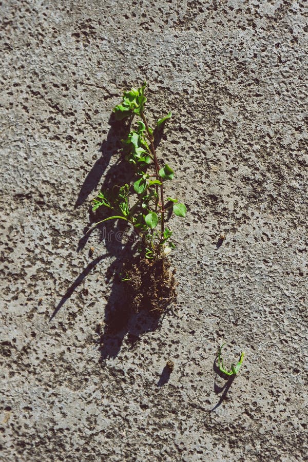 Weeds with Roots Pulled Out of the Ground and Placed on Concrete ...