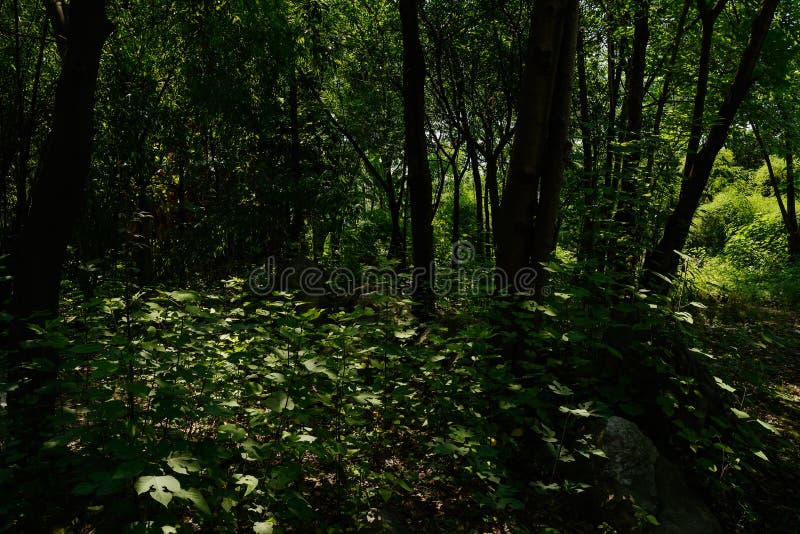 Weeds in Shady Woods on Sunny Summer Day Stock Image - Image of woods ...