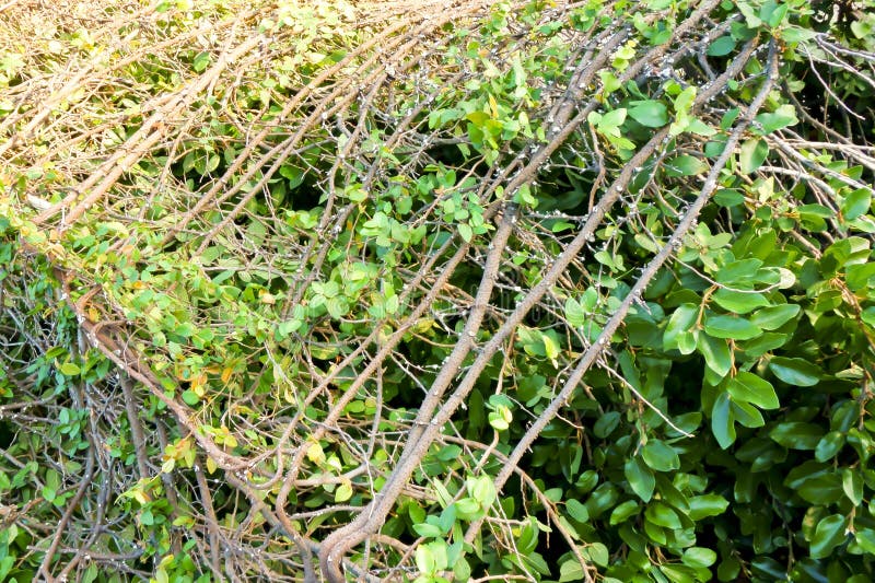 Weeds and shrubs stock photo. Image of weeds, shrub, covering - 80422220