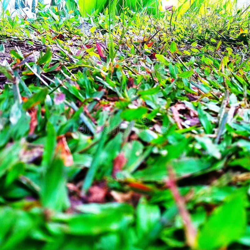 Weeds on the Side of the Road, Stock Image - Image of nature, lawn ...