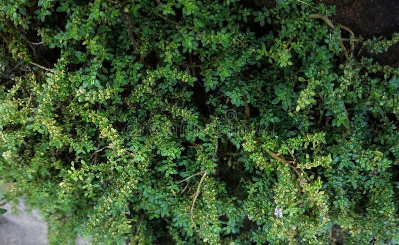 Stuck between a Rock and a Hard Place Stock Image - Image of choice ...