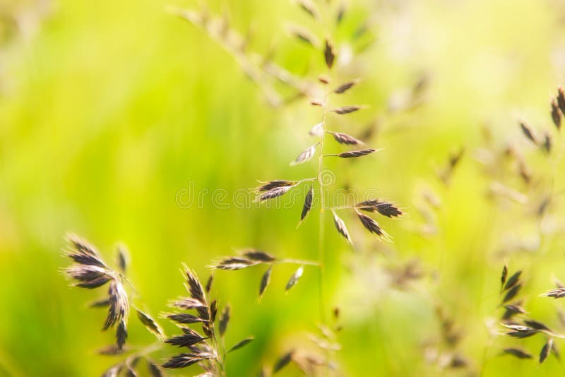 Weeds in the sun stock image. Image of beam, grass, selective - 27778875