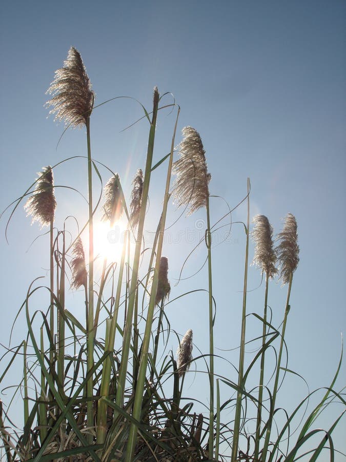 Weeds in the Sun stock photo. Image of weeds, growing - 43497350