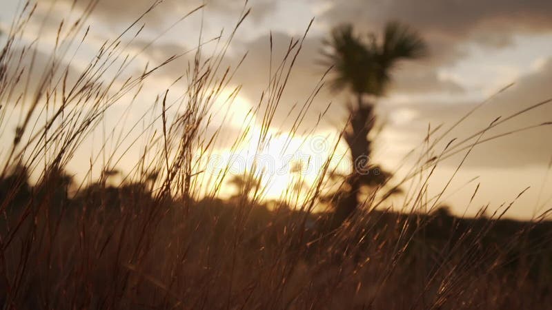 Weeds in the Sun at Sunset. Sunlight Behind the Leaves Stock Video ...