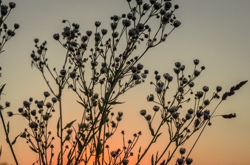 Weeds at sunset stock photo. Image of krasnyi, sunset - 61939394