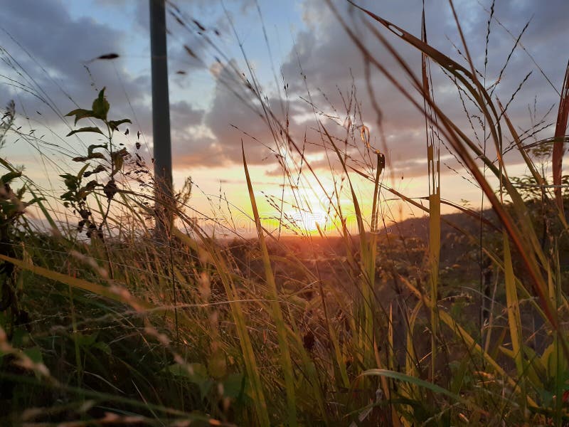 Weeds and sunset view stock image. Image of sunset, evening - 256198373