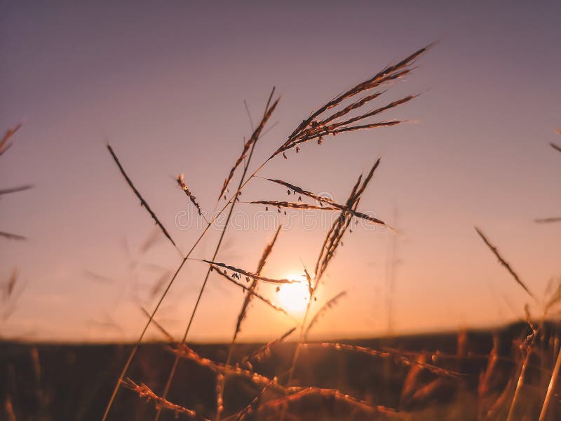Weeds at sunset stock image. Image of charming, sunset - 197207617