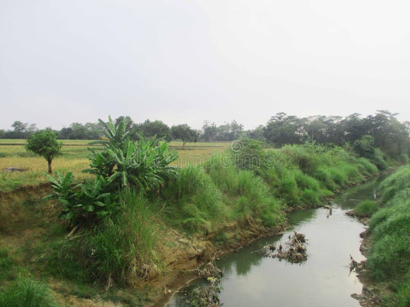 The River Flow is Used for Plantations and Rice Fields Stock Photo ...