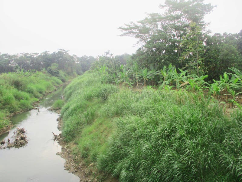 The River Flow is Used for Plantations and Rice Fields Stock Photo ...