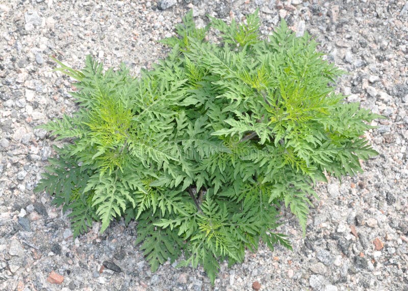 Weeds stock photo. Image of grass, beautiful, green, design - 40618884
