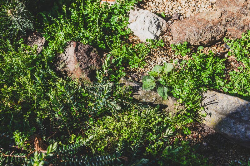 Weeds and Unwanted Plants Growing Amont Feature Plants in Australian ...