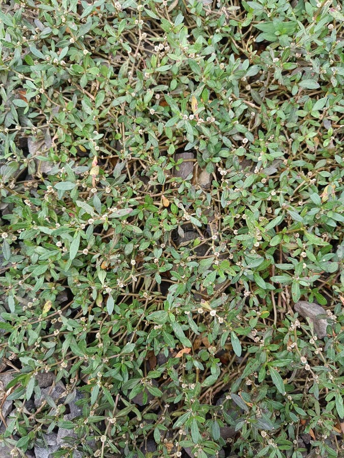 Weeds that Usually Grow on Rocks Stock Image - Image of rocks, grass ...
