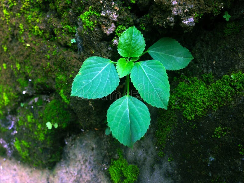 Weeds in the wall stock photo. Image of alga, wall, green - 88604020