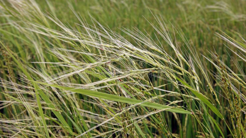 Weedy Rice Infestation To Rice Production Field Stock Photo - Image of ...