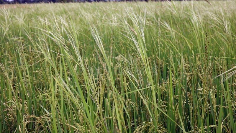Weedy Rice Infested in Paddy Field Stock Image - Image of plain, paddy ...