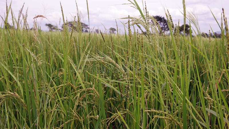 Weedy Rice Infested in Paddy Field Stock Photo - Image of field, flower ...