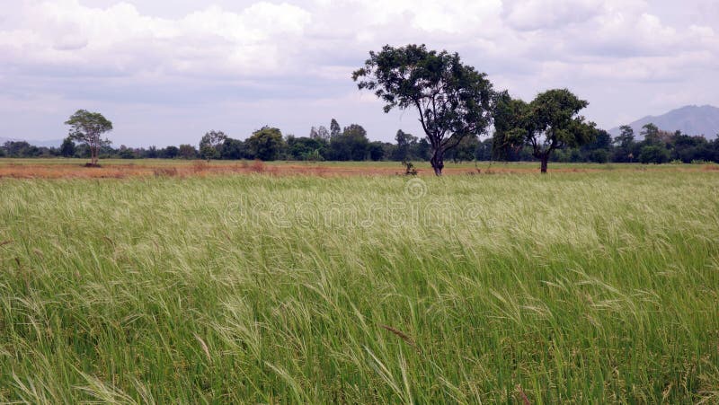 Lertwit Sasipreyajun (Sasiwit) - Photographer profile