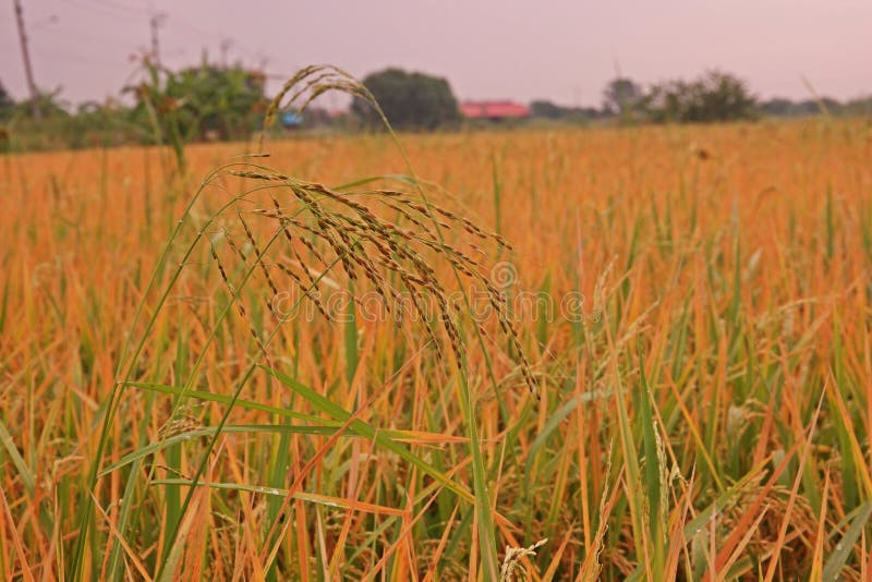 Weedy Rice Infestation To Rice Production Field Stock Image - Image of ...