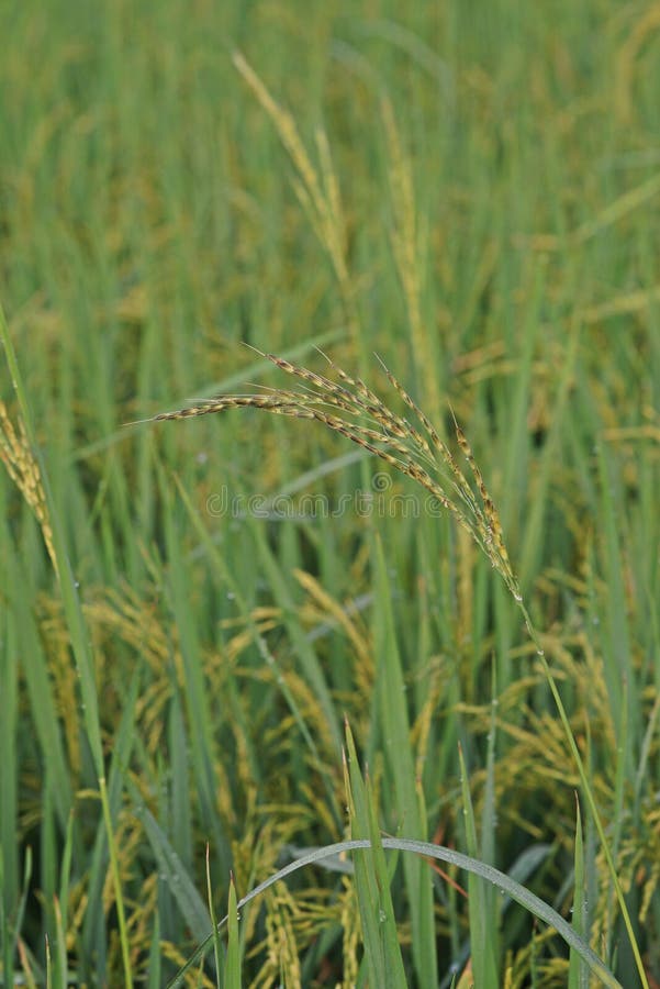 Weedy Rice Infestation To Rice Production Field Stock Image - Image of ...