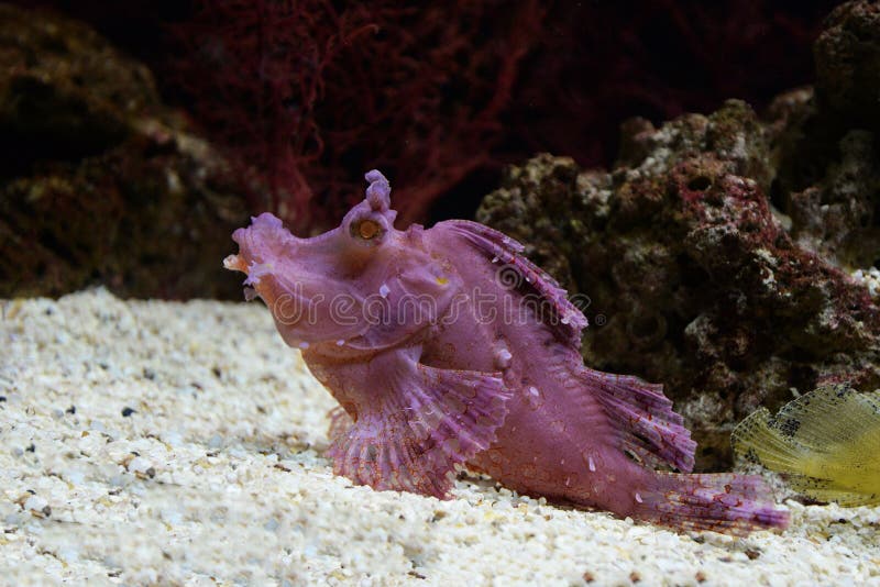 Weedy scorpion fish stock photo. Image of prey, rhinopias - 67354318