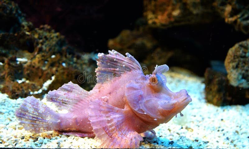 Weedy scorpionfish stock image. Image of nature, aquatic - 54382957