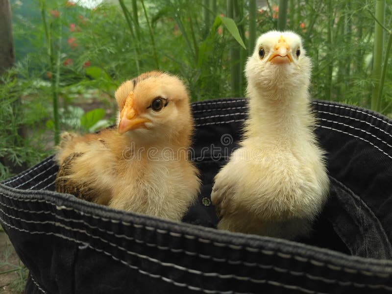 Week Old Baby Chicks in the Garden. Stock Image - Image of hens, grow ...