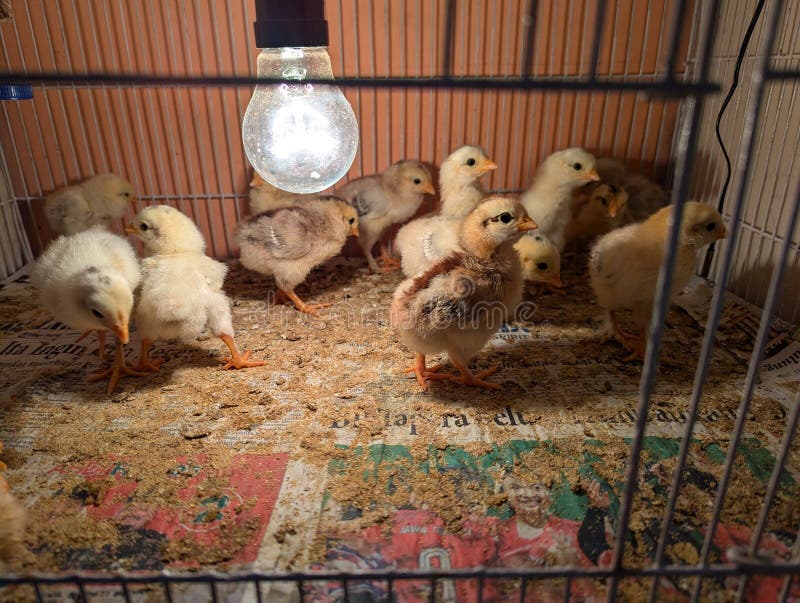 Anakayam Stock Photos - Free & Royalty-Free Stock Photos from Dreamstime