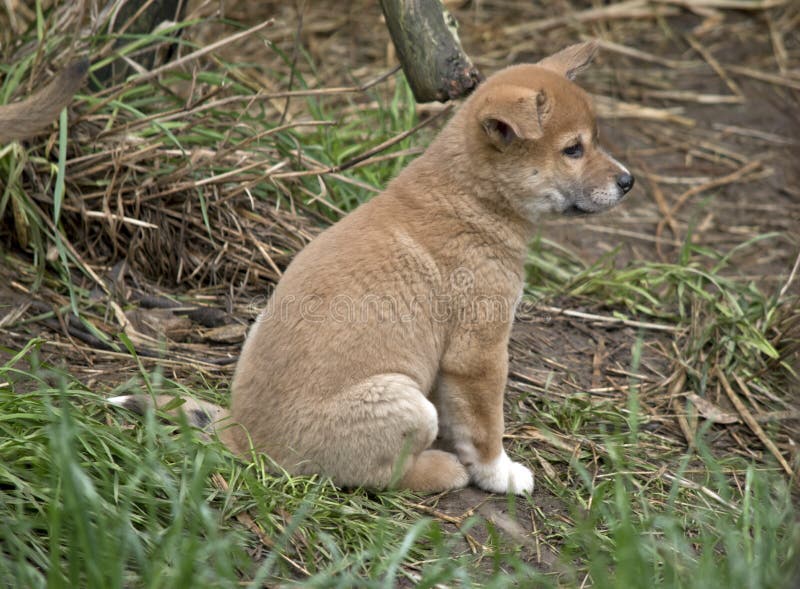 A 6 week old dingo puppy stock image. Image of animal - 155687569