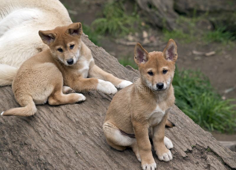 113 Dingo Sitting Stock Photos - Free & Royalty-Free Stock Photos from ...