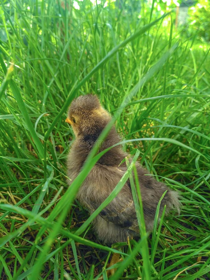 Week Old Gray Chicken on the Lawn. Stock Photo - Image of green, lawn ...