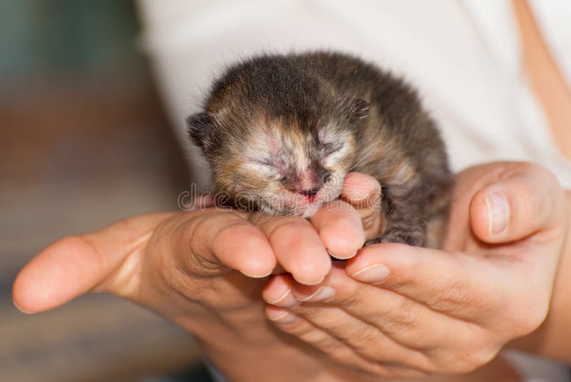 One week old kitten stock photo. Image of ears, feline - 21180998