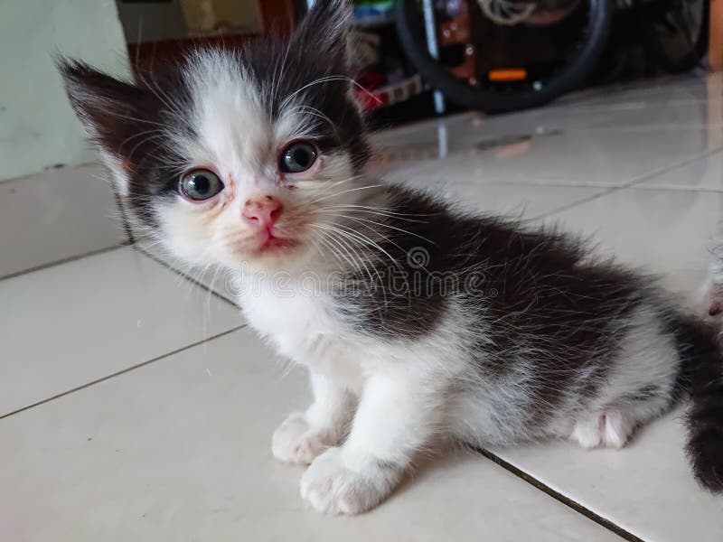 A 3 Week Old Newborn Kitten Learning To Walk on the Floor Stock Photo ...