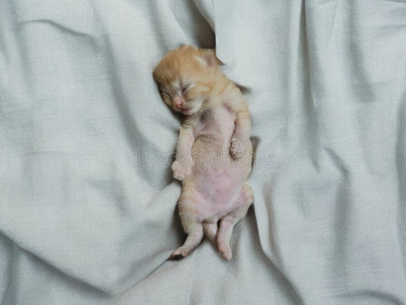 1-Week-Old Orange Kitten on White Fabric Stock Photo - Image of newborn ...