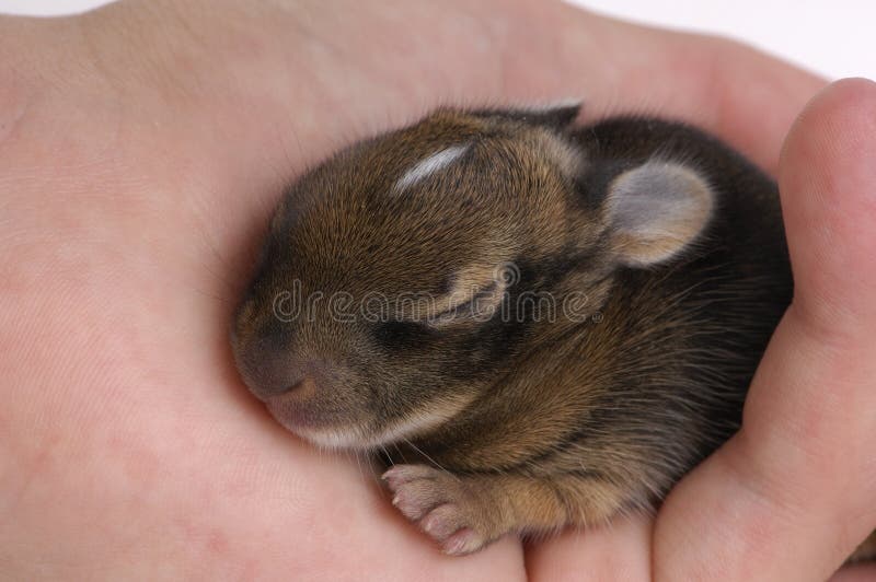 Week Old Rabbit stock photo. Image of animal, lagomorpha - 2893518