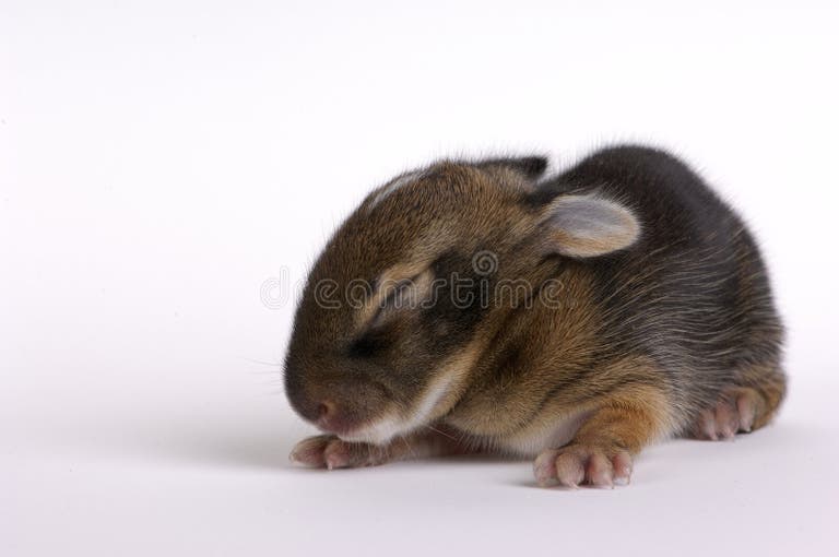 Week Old Rabbit stock image. Image of baby, wild, feet - 2893581