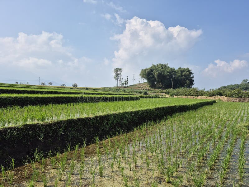 2 Week Old Rice Plants Against a Bright Blue Cloud Background Stock ...
