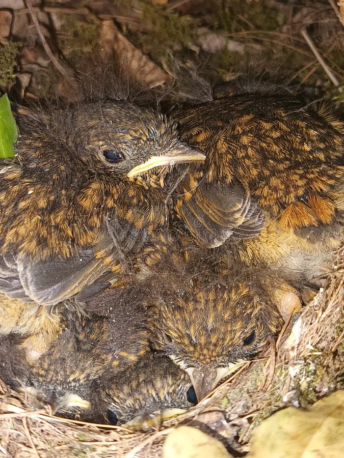 2 Week Old Robin Chicks in Nest Stock Photo - Image of robin, nest ...