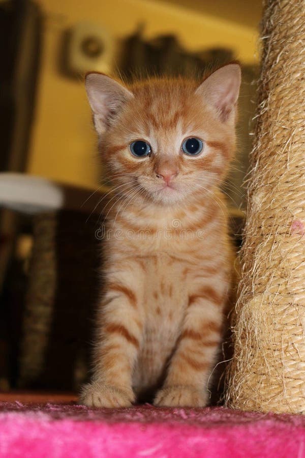 Romeo the ginger kitten stock image. Image of week, kitten - 133705123