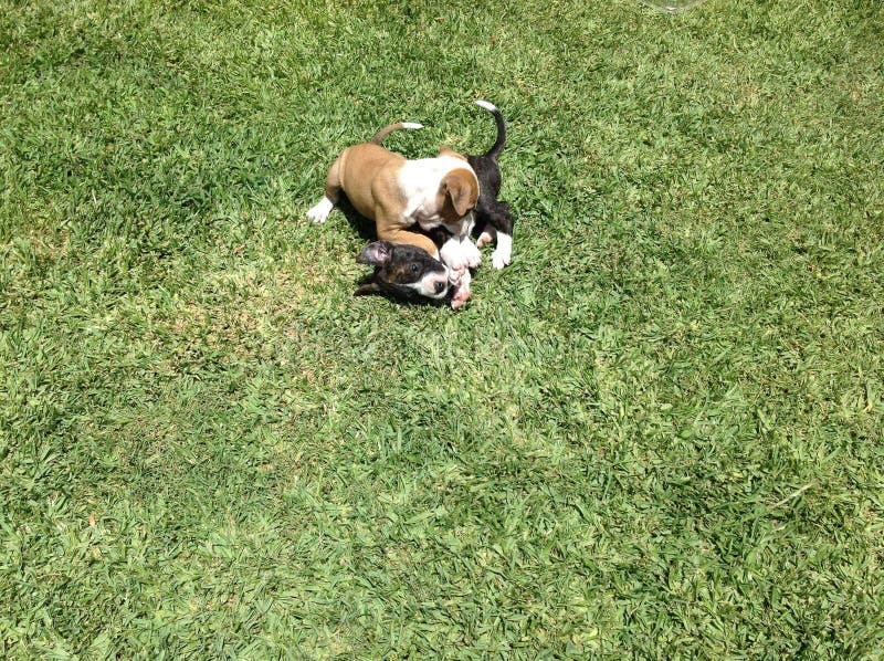 8 Week Old Staffy X Ridgeback Puppies Stock Photo - Image of week ...
