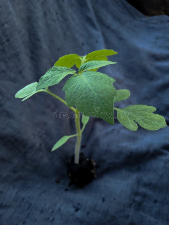 2 week old tomato plant stock photo. Image of week, tomato - 252629968