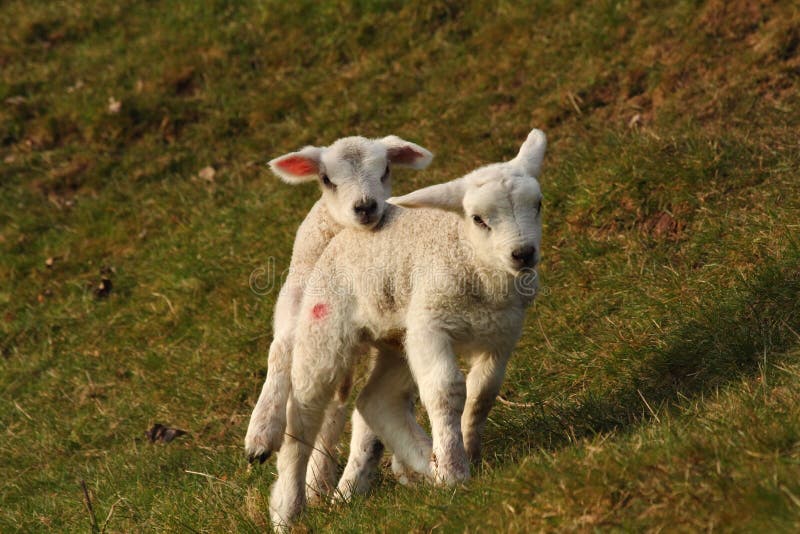 Baby Lambs Jumping