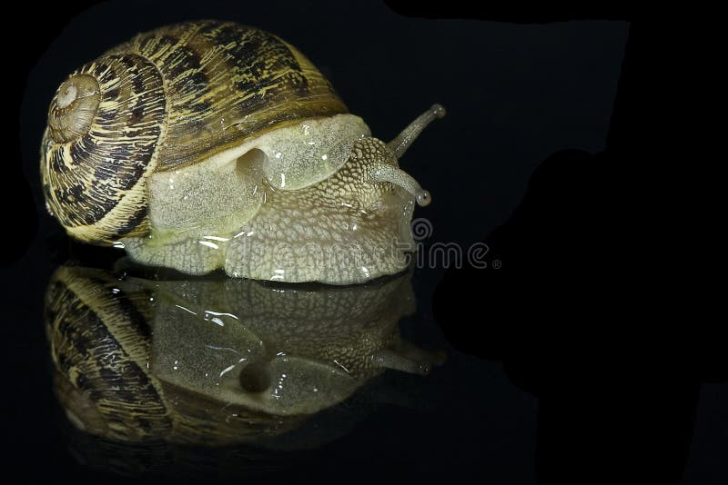 Weekdier stock afbeelding. Image of slak, kleverig, boter - 12324487