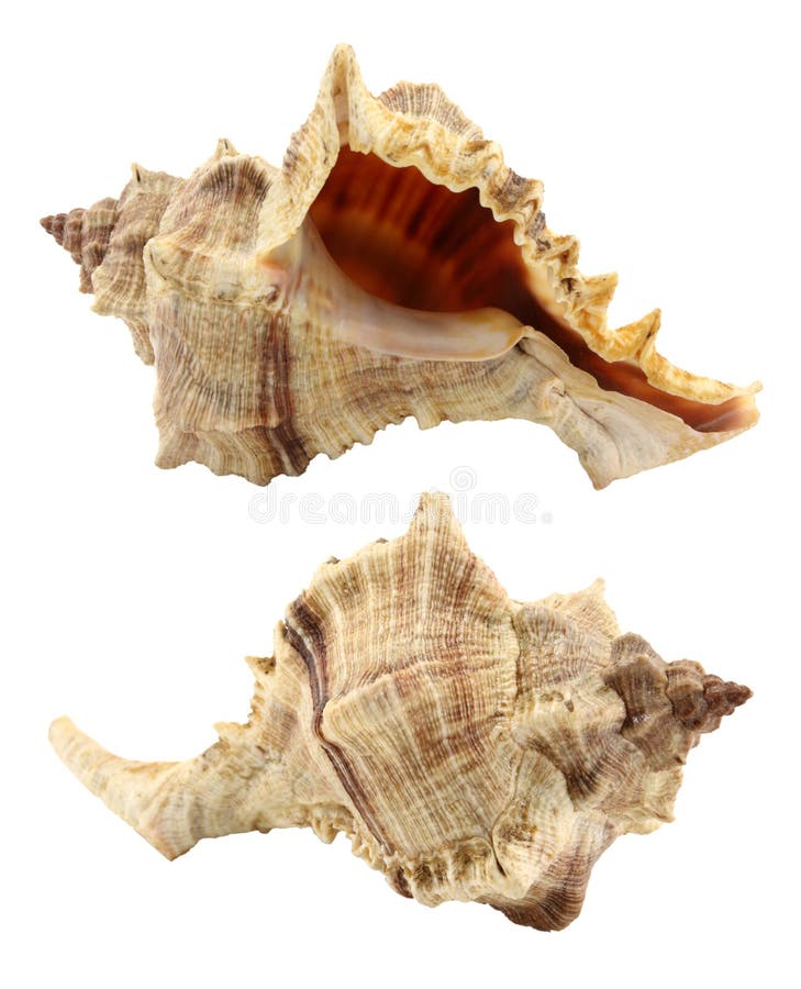 Weekdier stock afbeelding. Image of strand, aquatisch - 16066269