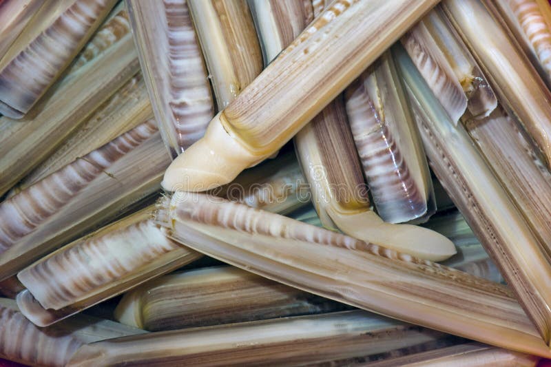Weekdier stock foto. Afbeelding bestaande uit ingrediënt - 18411346