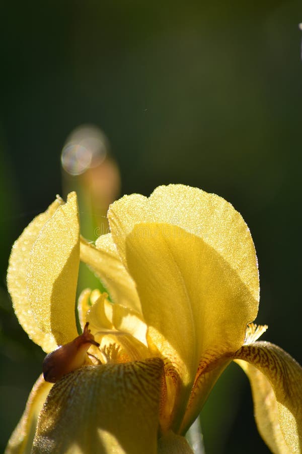 Weekdier het smakken stock foto. Image of kokhalzen, tuin - 63029262